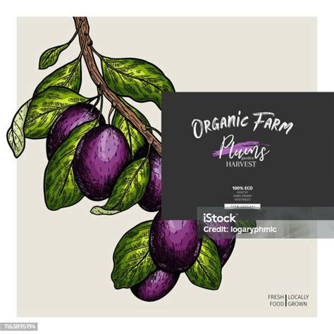 손으로 그린 매화 의 배너 여름 색 채취 벡터 빈티지 새겨진 스타일입니다 가을 정원 과일과 열매 가을 휴가 전단지 추수 감사절 농장 축제 식품 시장 디자인 과일에 대한 스톡