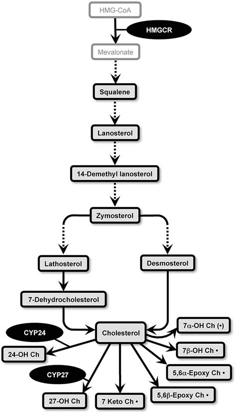 Cholesterol Synthesis