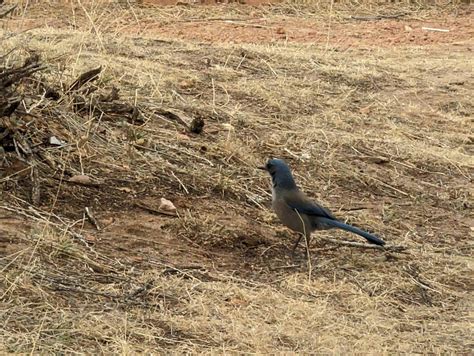 Seen In Colorado Springs Merlin Gave Me A Wilsons Scrub Jay But My Picture Isnt That Great