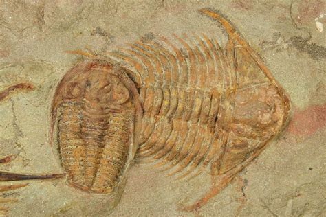 Two Orange Foulonia Trilobite With Euloma Fezouata Formation 270138