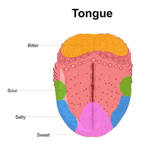 Las Papilas Gustativas De La Lengua Etiquetadas Ilustración Vector