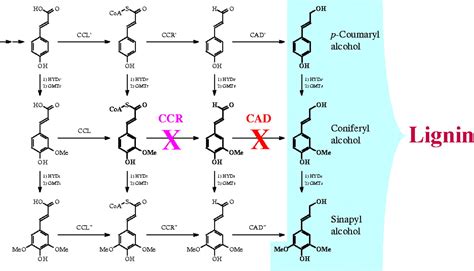 Lignin Structure In Plant