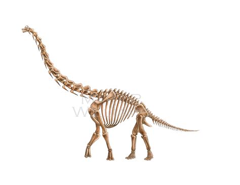 Brachiosaurus Fossil