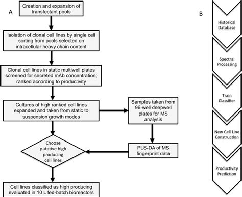 The Classical Cell Line Construction Workflow Utilzed For The