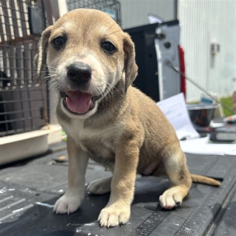 Adopt Lady Bug Today Pets Thecountyoffice