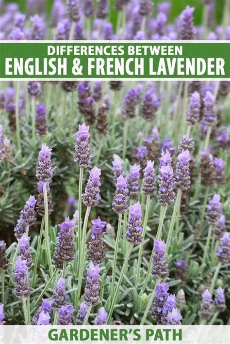 What Kind Of Lavender Repels Insects