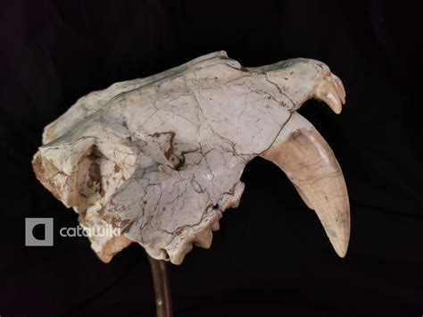 Rare Brown Colour Saber Toothed Cat Snout Fossil Fossil Skull Catawiki