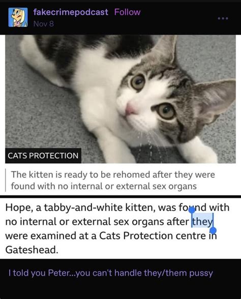 Nonbinary Cat R Tumblr