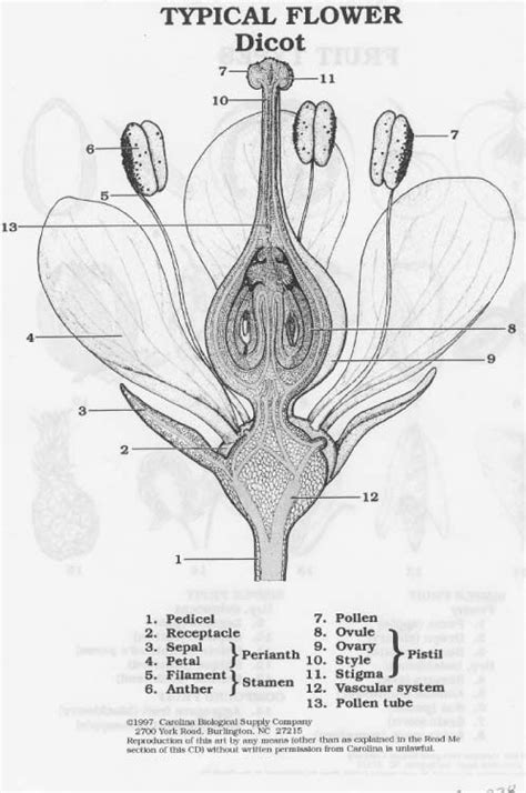 Cross Section Of A Rose