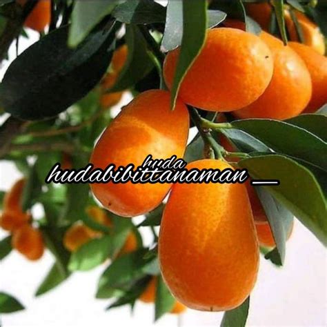 Jual Bibit Jeruk Nagami Genjah Okulasi Rimbun Shopee Indonesia