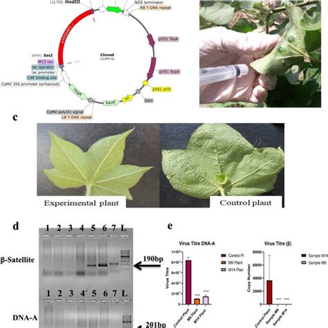 Amplicon Sequencing Analysis Of Genome Edited Plant M9 After Infectious