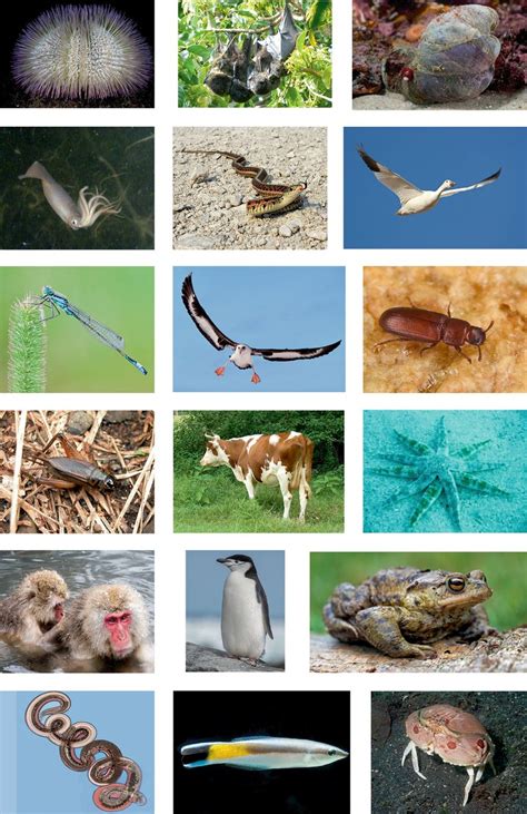 Species Examples Biology Phylogeny And Systematics