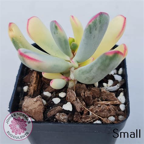 Cotyledon Orbiculata Long Leaf Variegated John And Normas Succulents