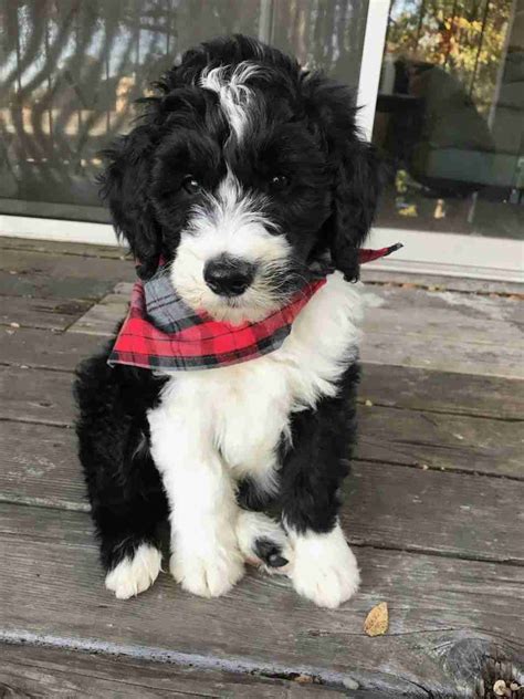 Sheepadoodles Amazing Sheppies