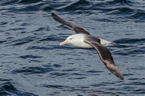 30000 Free Albatross Bird And Albatross Images Pixabay