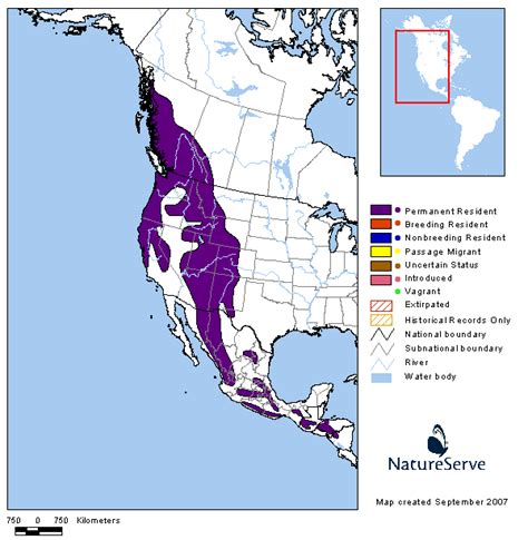 The Conspicuous Stellers Jay 10 000 Birds