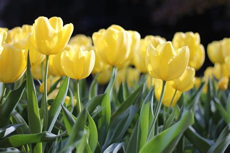 Fotos Gratis Naturaleza Flor Pétalo Floral Tulipán Primavera