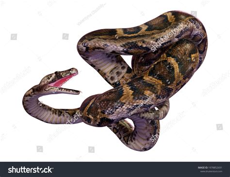 D Rendering Burmese Python Python Bivittatus Stock Illustration Shutterstock