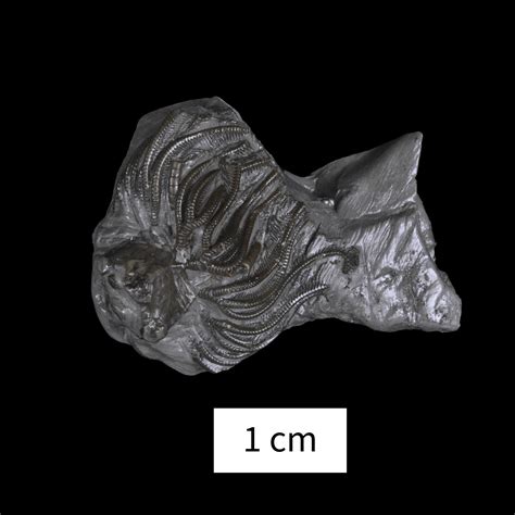 Echinoderms · Devonian Atlas Of Ancient Life