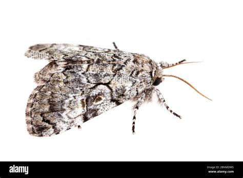 The Laugher Moth Charadra Deridens On White Background Tuscaloosa