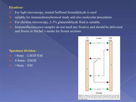 Interpretation Of Renal Biopsy Pptx