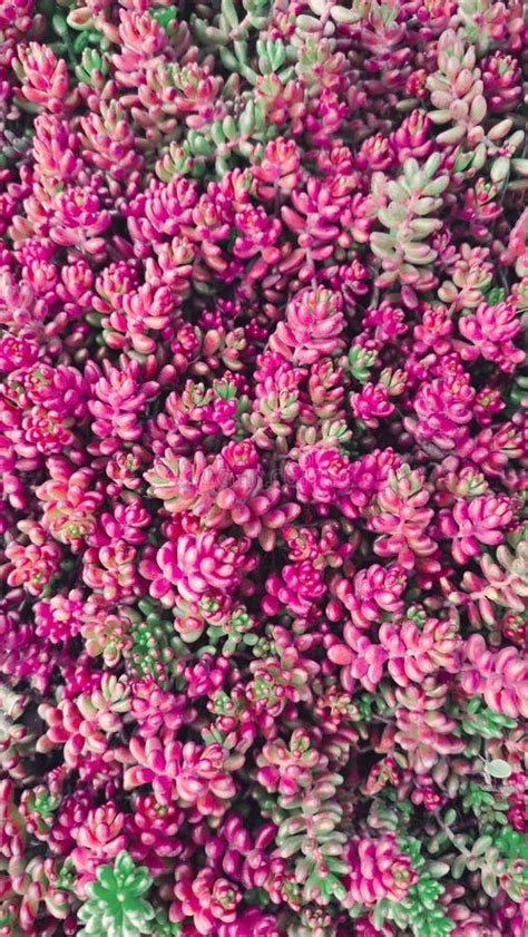 Floral Background Of White Stonecrop Sedum Album Leaves Stock Photo Image Of Floral Album