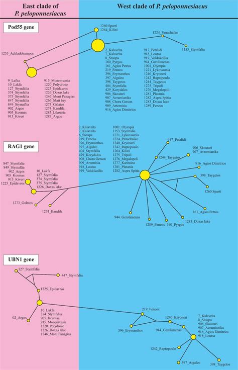Figure S4 Haplotype Network For Each Nuclear Locus Separately For P