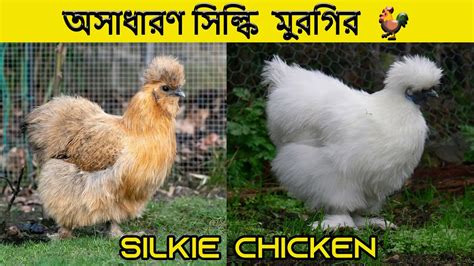 Silky Murgi টঙ্গী বাজার পাখি এবং কবুতরের হাট সৌখিন ফেন্সি মুরগি 2023 Youtube