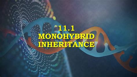 bio 11 1 monohybrid inheritance pptx