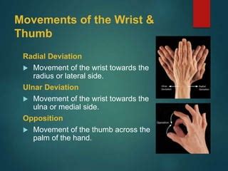 01 Anatomical Positions 2017ppt