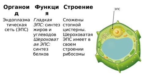 Строение растительной клетки