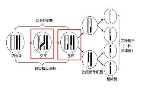 遗传算法（ga）实例介绍（java） java编写的遗传算法包括 csdn博客
