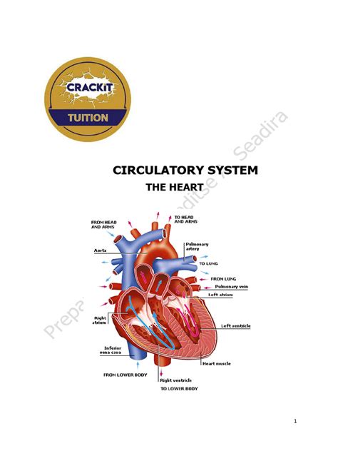 Circulatory System Pdf Heart Atrium Heart