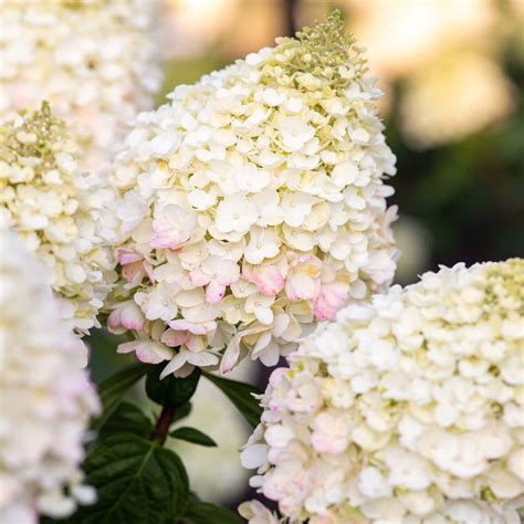 Hydrangea Paniculata Living Pinky Promise Lcno12 Pbraf