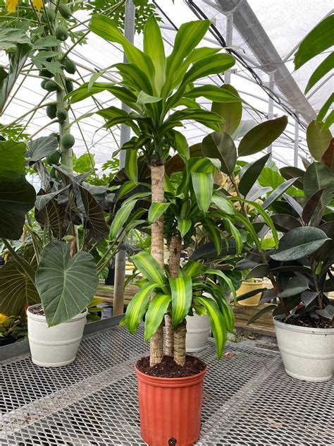 Best 12 Dracaena Massangeana Mass Cane 3 Stems Staggered Corn Plant