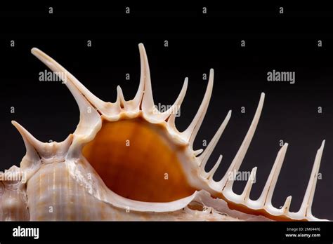 Seashells Pictures And Names