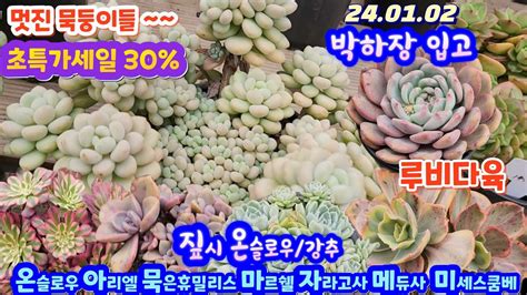 루비다육3묵둥이30폭탄세일라울짚시핑크프리티온슬로우박하장꽃염좌아리엘휴밀리스팬지마르쉘춥스철화메듀샤알사탕로치 Youtube