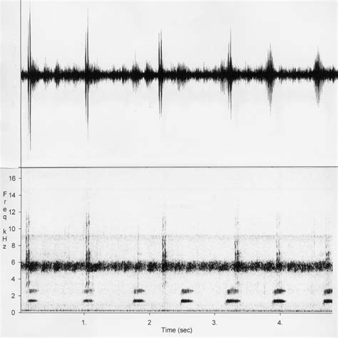 Oscillogram Above And Spectrogram Of The Advertisement Call Of A Male Download Scientific