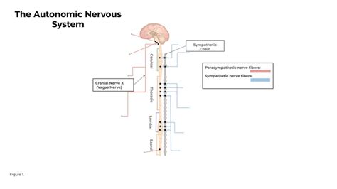 Measuring The Autonomic Nervous System MindWare Technologies Support