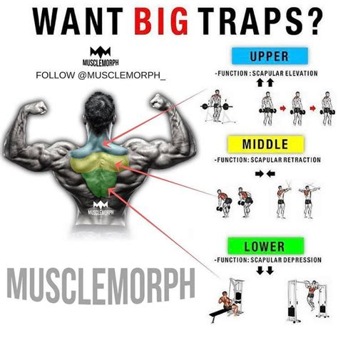 Want Big Traps