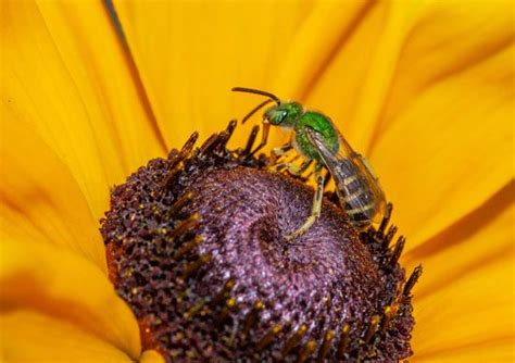 Vulture Bee Insect Britannica