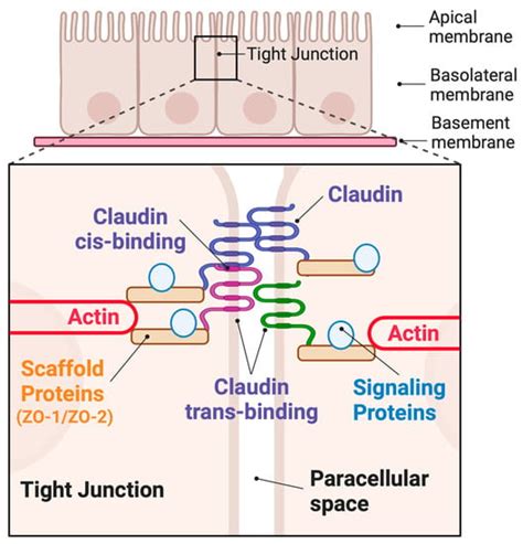 Claudin Barriers On The Brink How Conflicting Tissue And Cellular