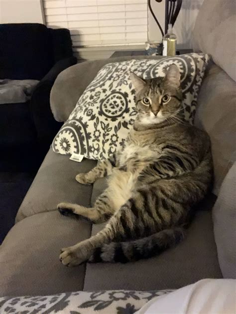 This Is Quentin Aka Big Chunk Cats