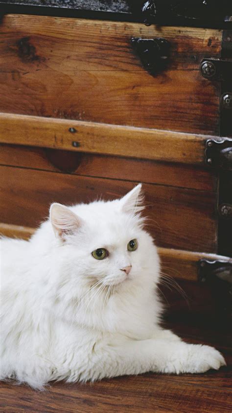 White Fluffy Cat Wallpapers Wallpaper Cave