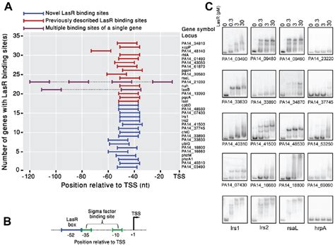 Identification Of New Lasr Binding Sites A Location Of Lasr Boxes Of Download Scientific