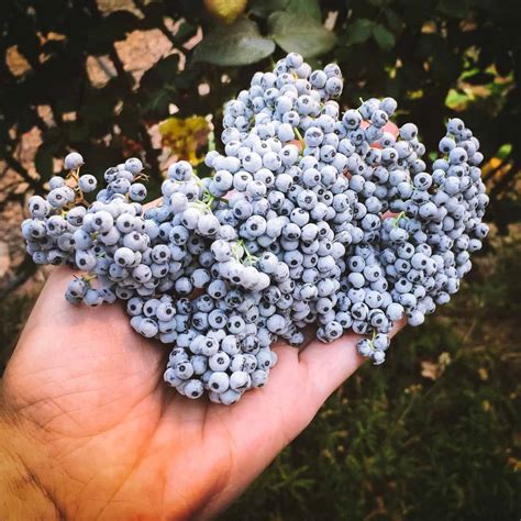 Foraging For Elderberries And Elderflowers Identification Look Alikes