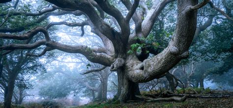 Nature Tree Forest