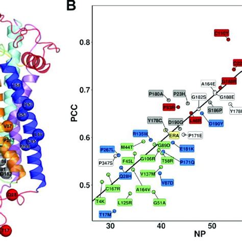 Subcellular Localization Of The New Opsin Mutants In The Absence And