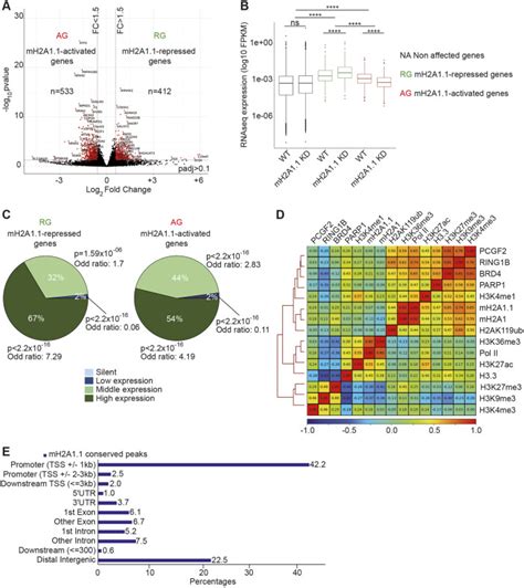 The Histone Variant Macroh2a1 1 Regulates Rna Polymerase Ii Paused Genes Within Defined