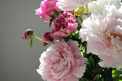 Peony Bouquet Of Peonies 4k Wallpaper